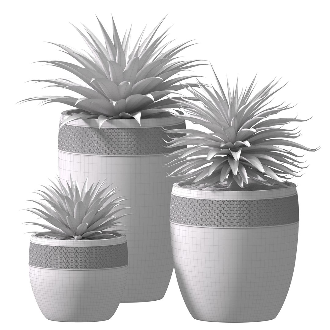 3D Model Beautiful Decorative Agave Plants In Outdoor Pots - TurboSquid ...