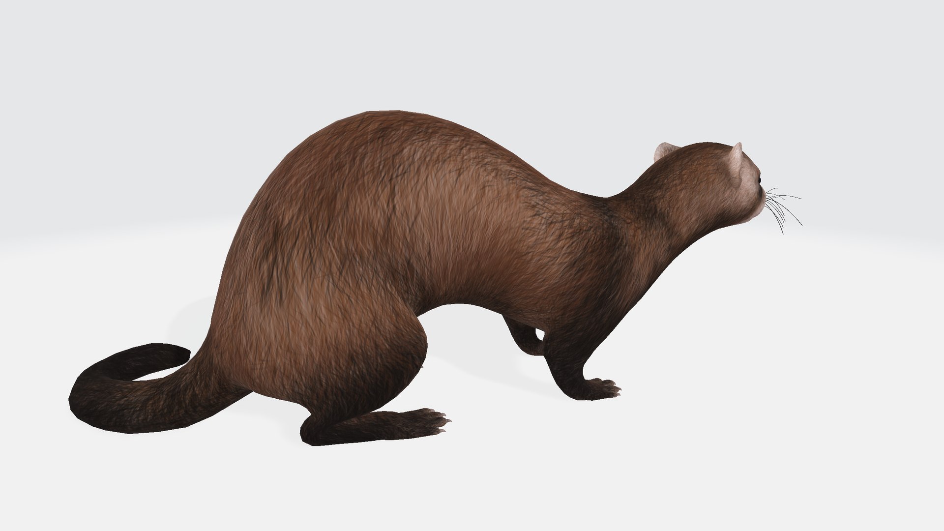 Ferret 3D Model - TurboSquid 2300739