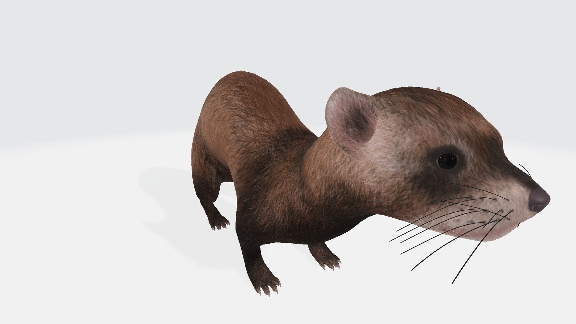 Ferret 3D Model - TurboSquid 2300739