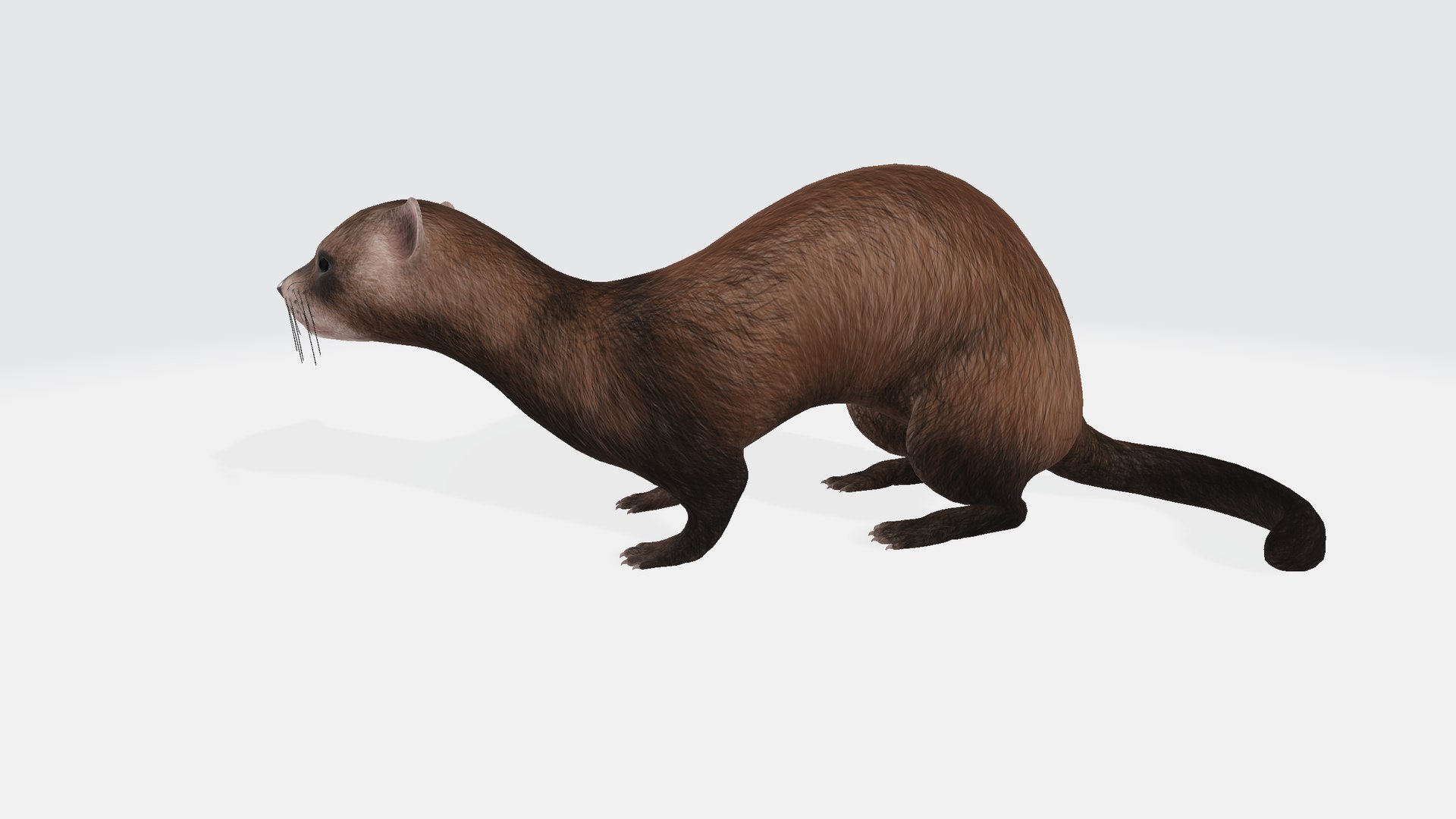 Ferret 3D Model - TurboSquid 2300739