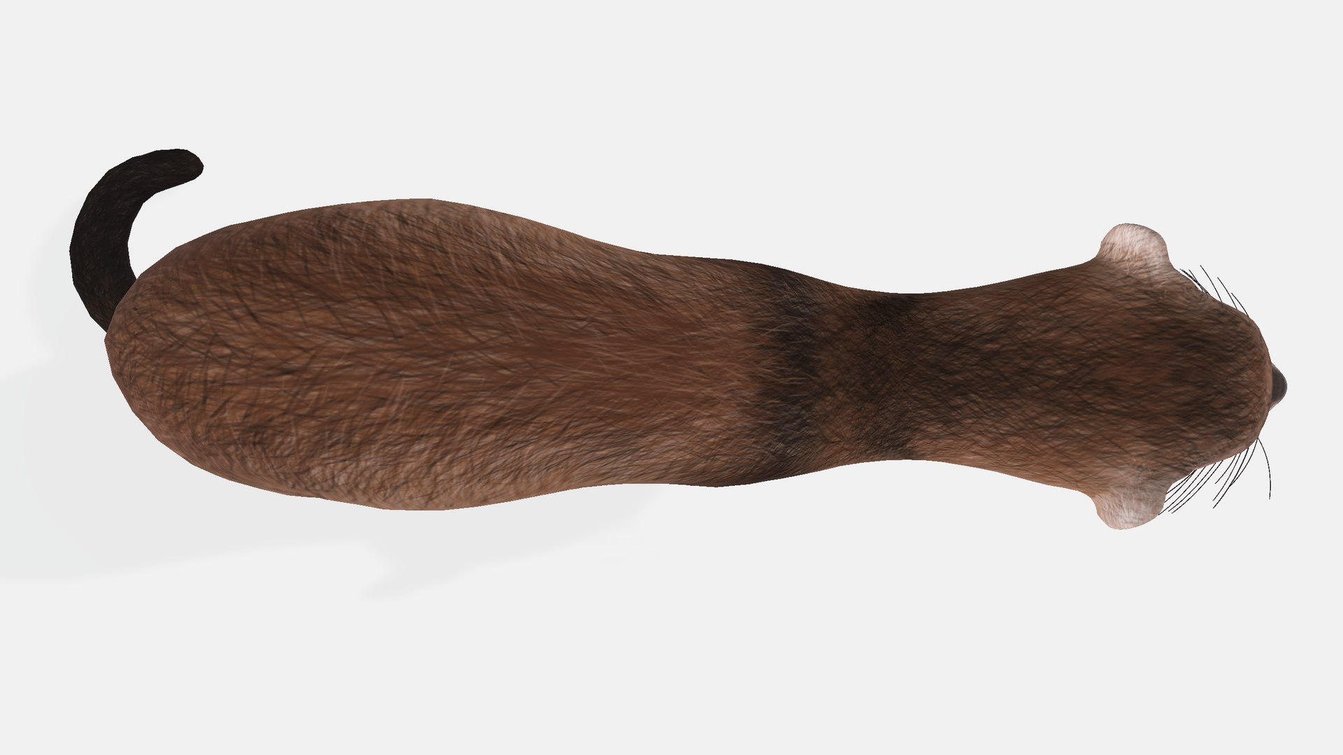 Ferret 3D Model - TurboSquid 2300739