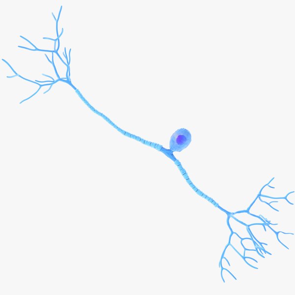 modelo 3d Neurona pseudounipolar - TurboSquid 2292551