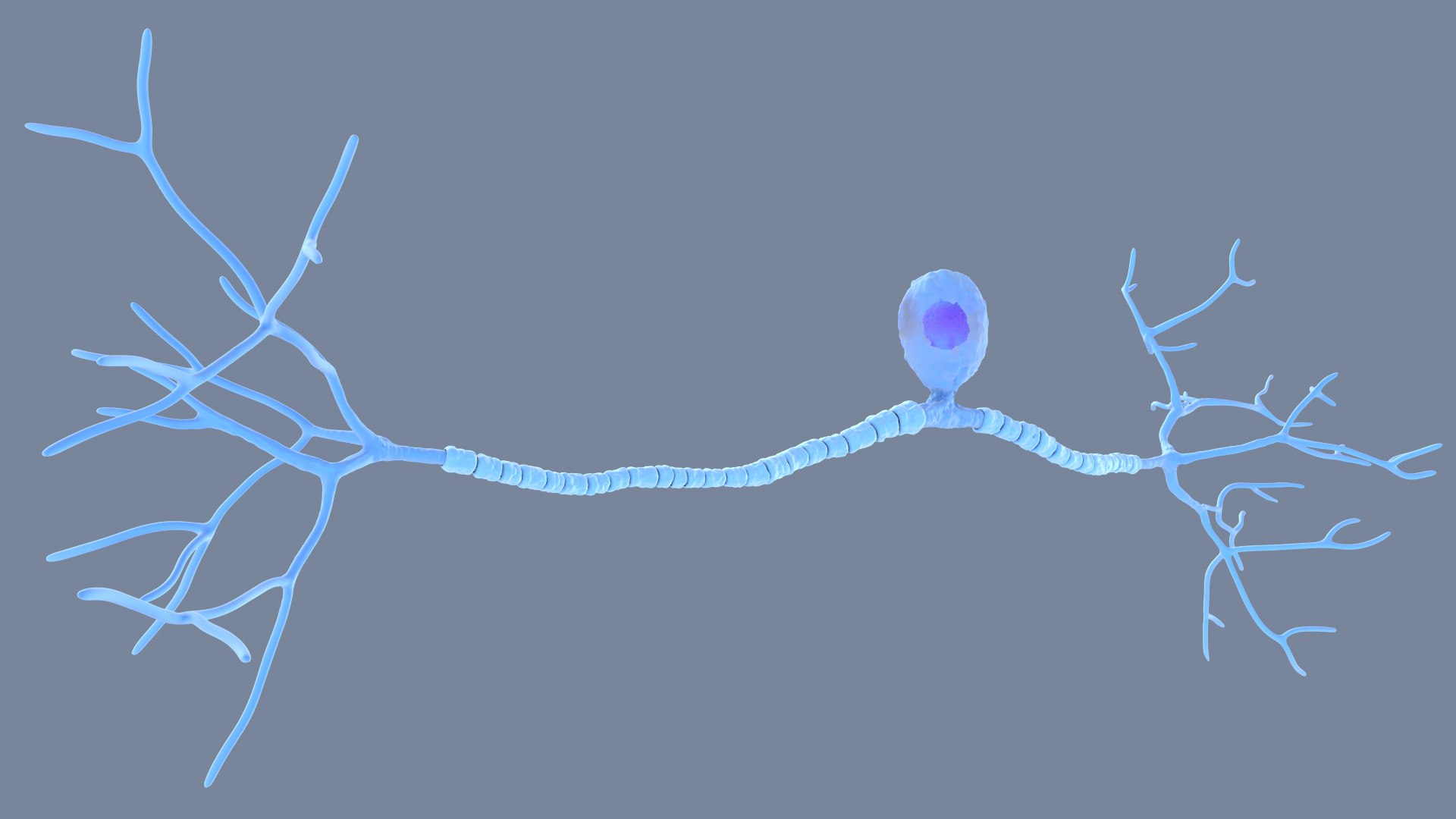 Pseudounipolar Neuron 3D - TurboSquid 2292551