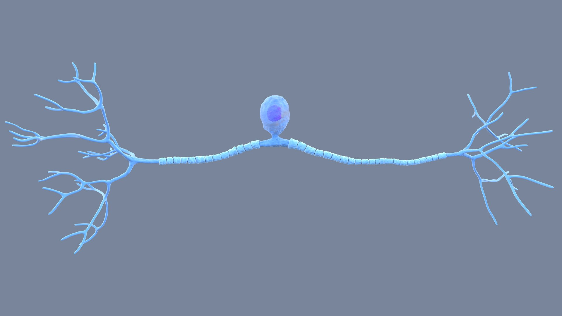 pseudounipolar neuron