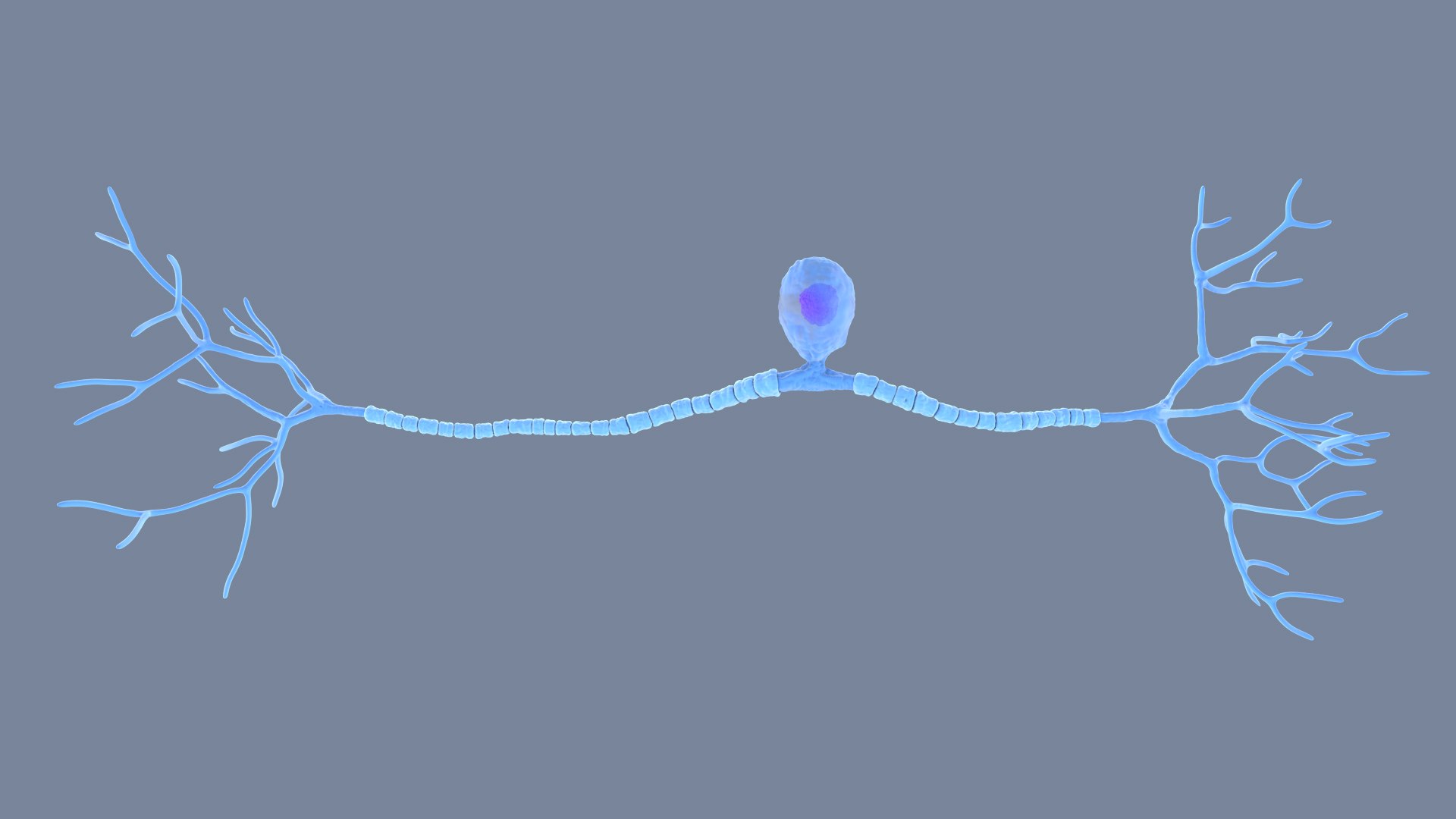 Pseudounipolar Neuron 3D - TurboSquid 2292551