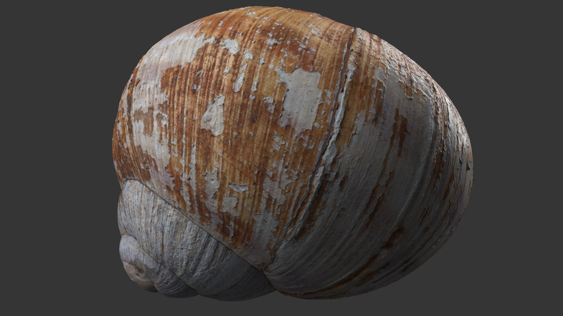 3D Snail Shell Model - TurboSquid 2074733