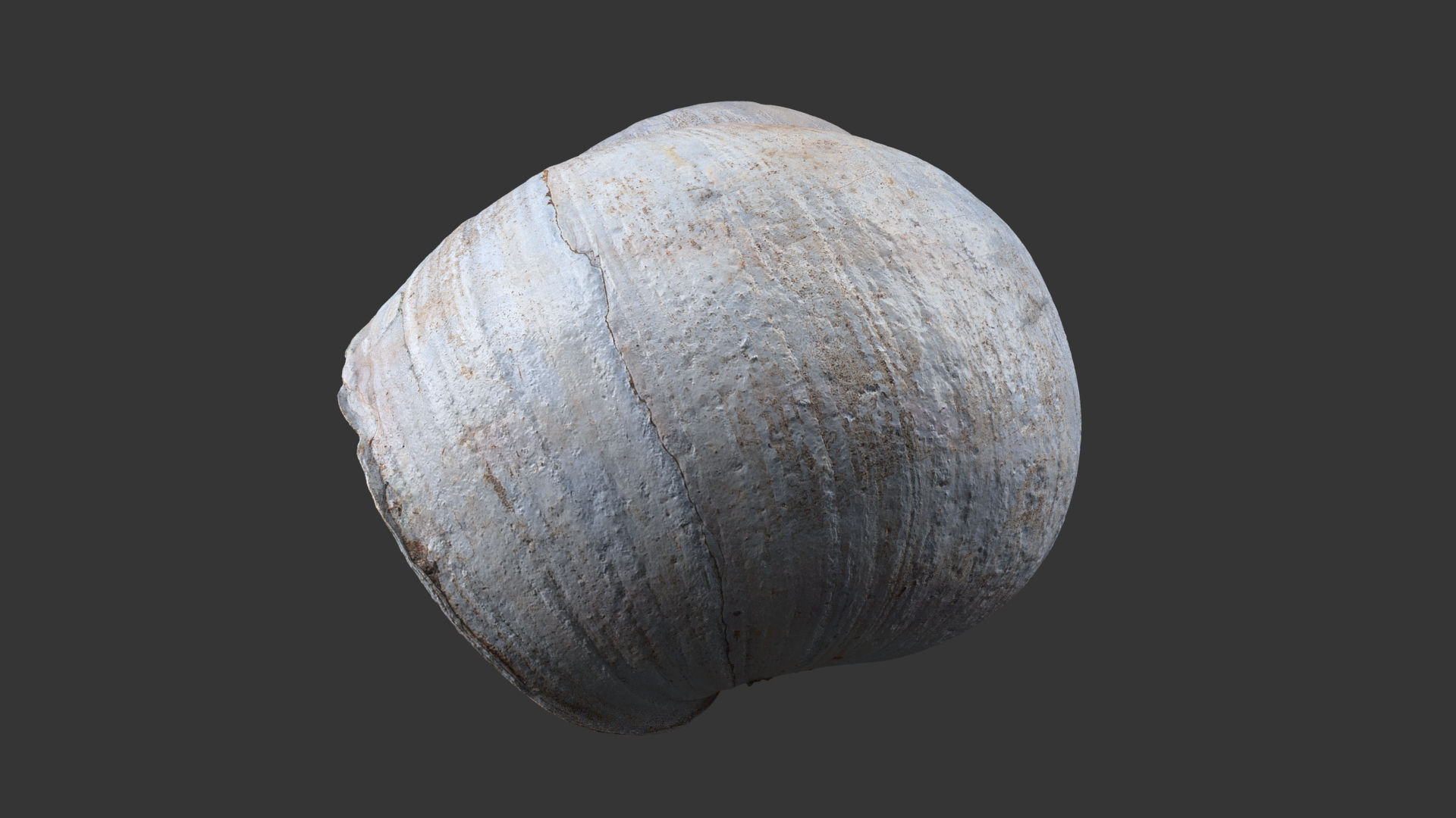 3D Snail Shell Model - TurboSquid 2074733