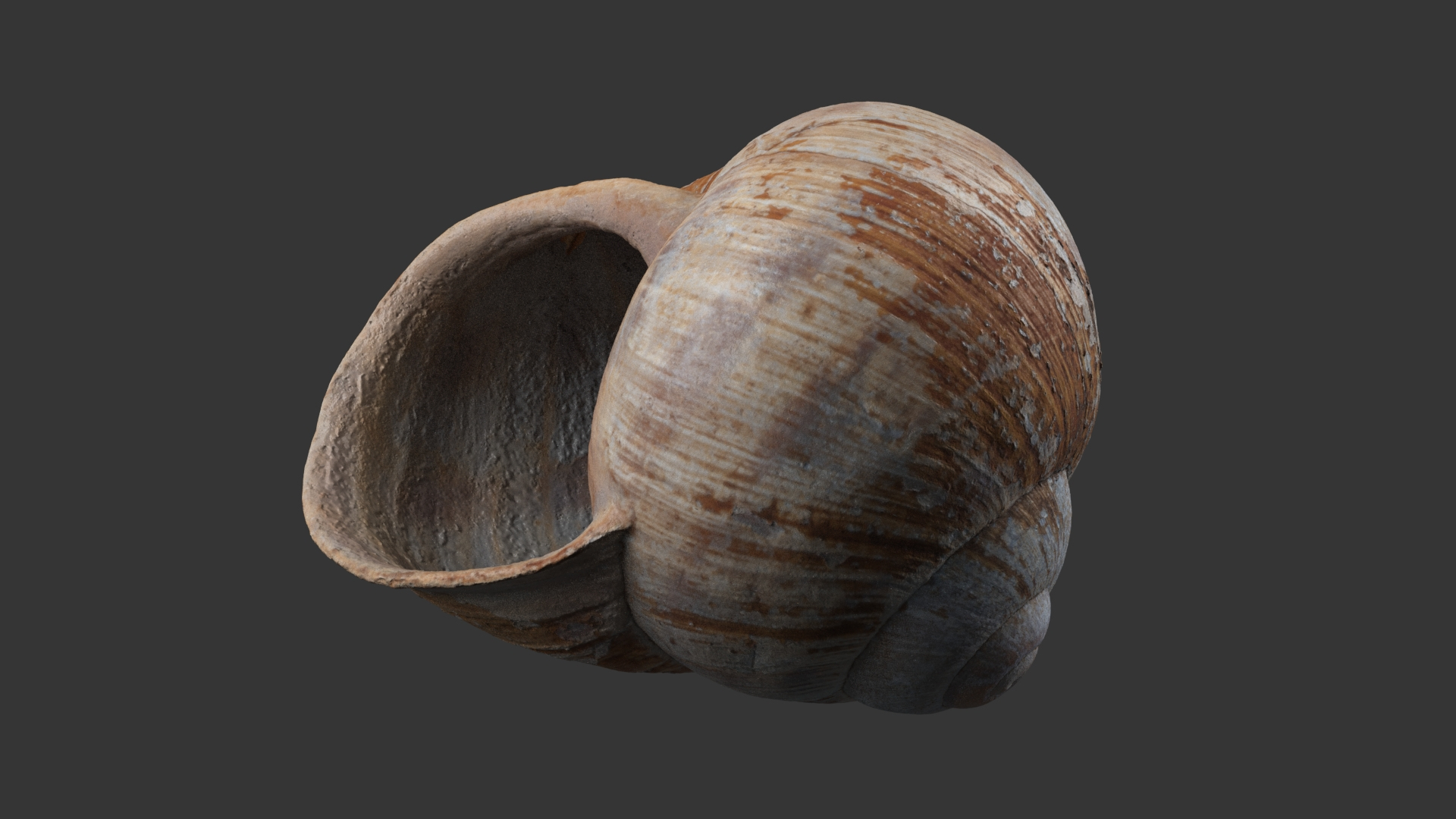 3D Snail Shell Model - TurboSquid 2074733