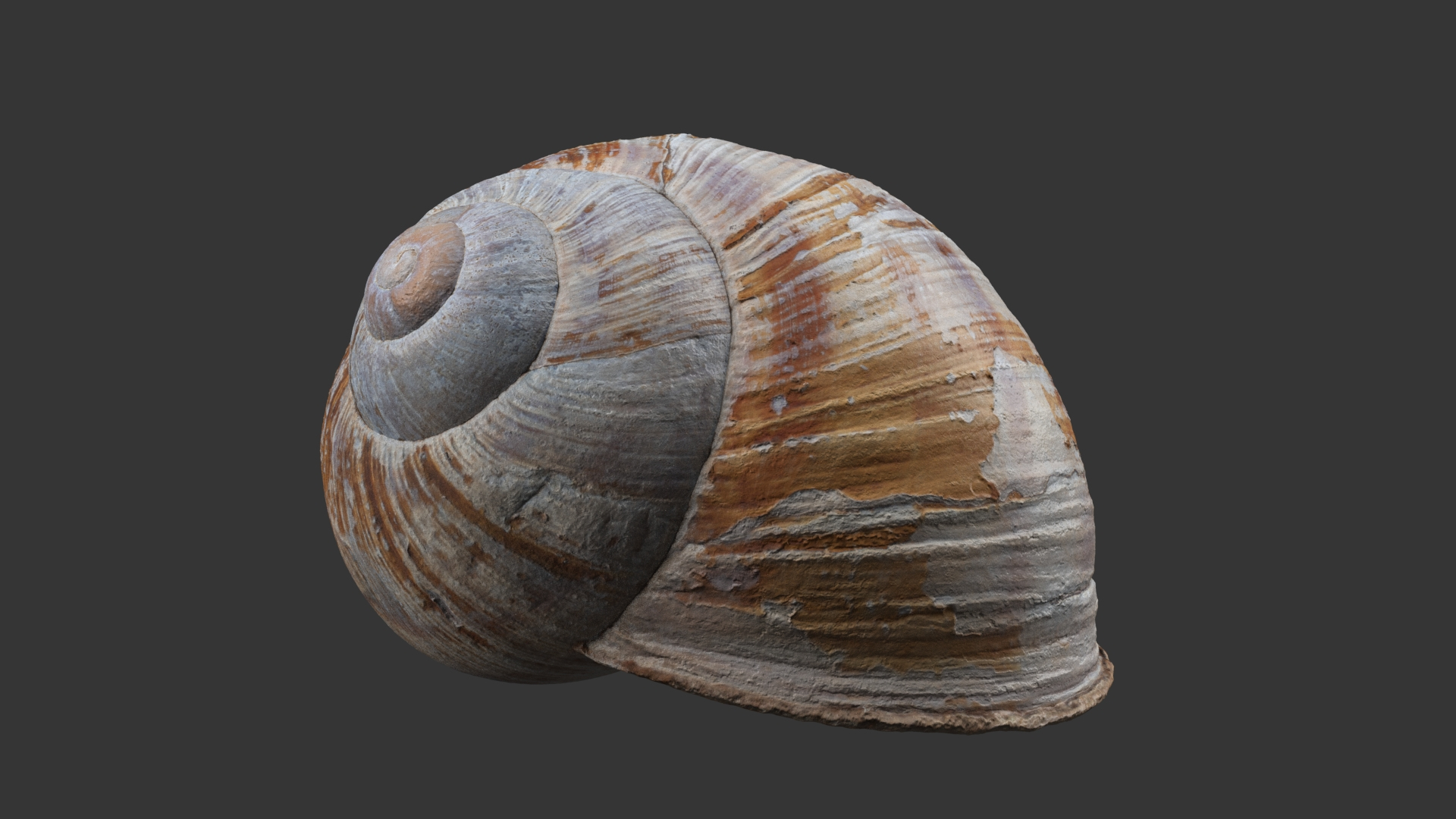 3D Snail Shell Model - TurboSquid 2074733
