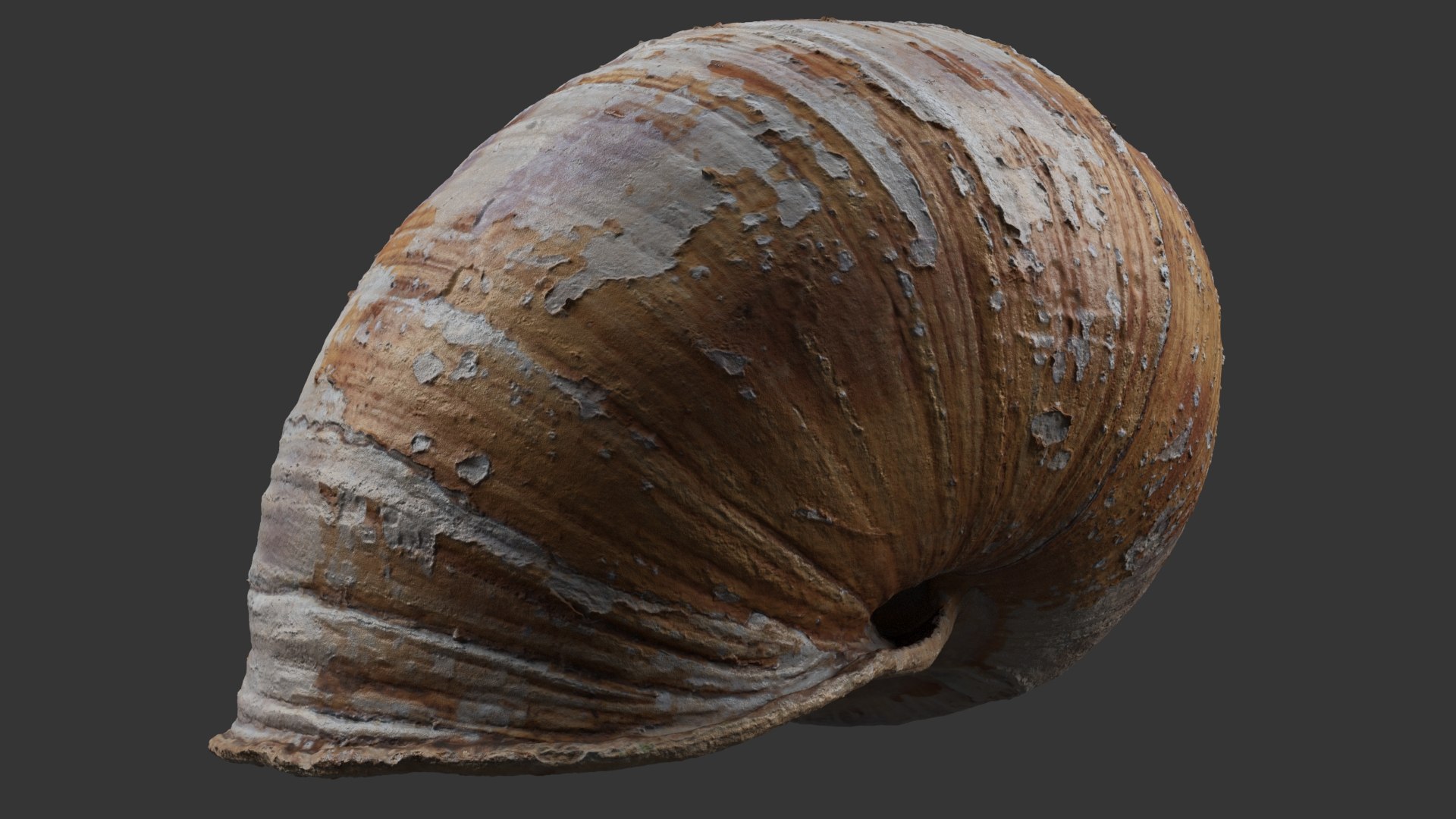 3D Snail Shell Model - TurboSquid 2074733