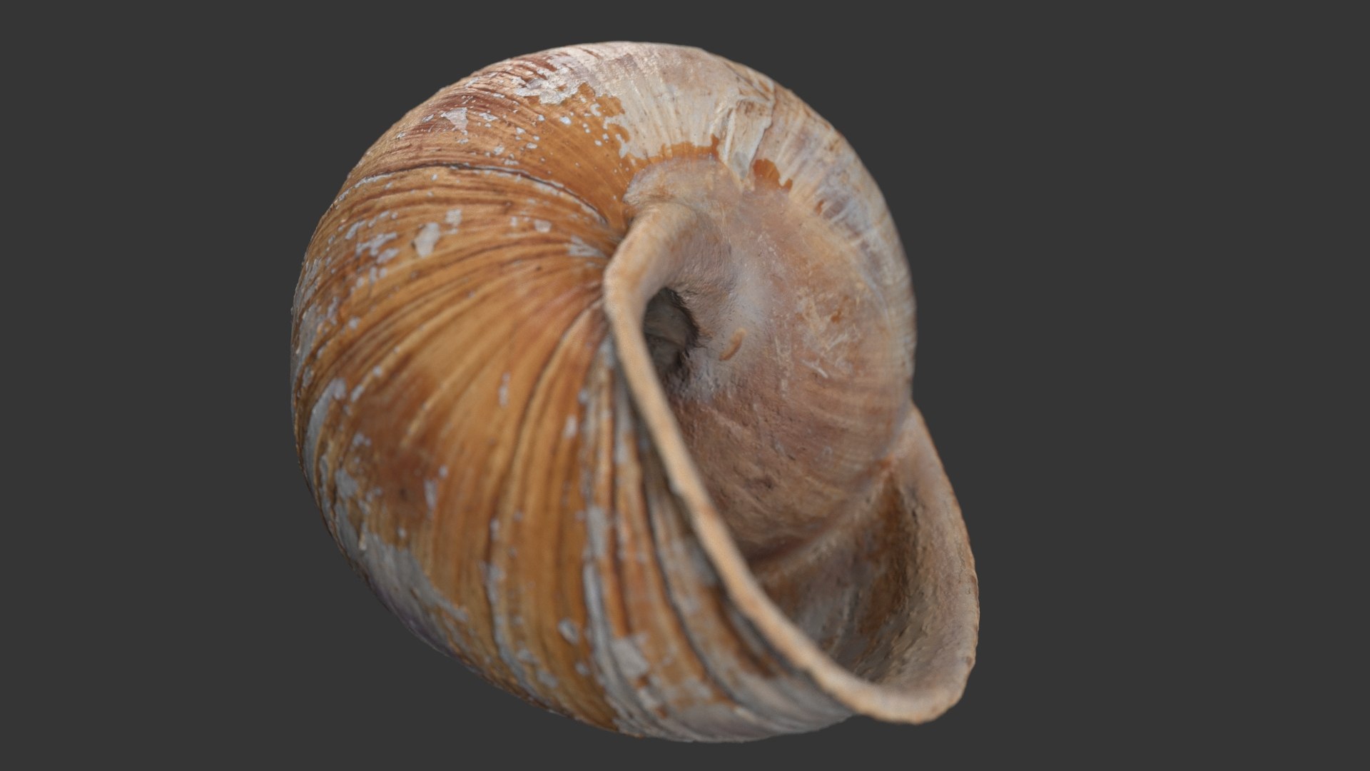 3D Snail Shell Model - TurboSquid 2074733