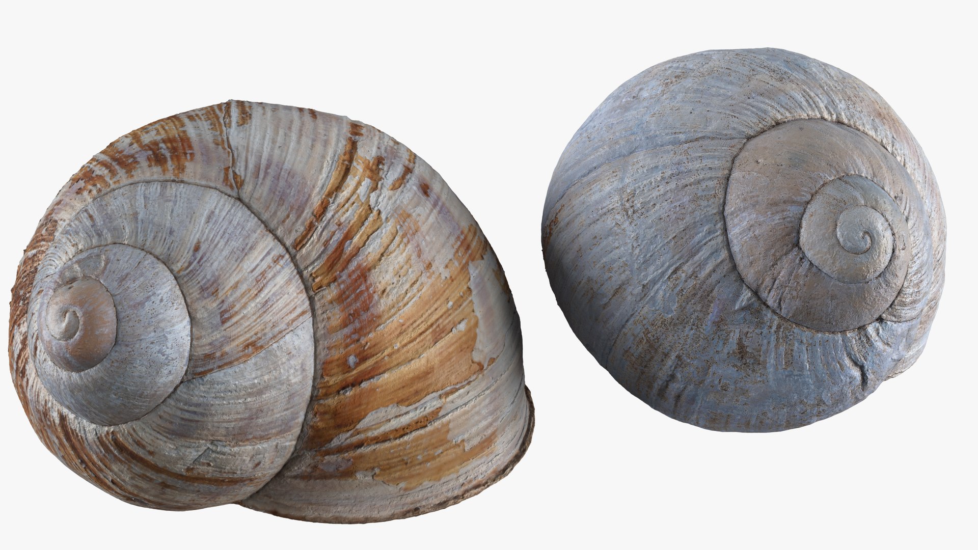 3D Snail Shell model - TurboSquid 2074733