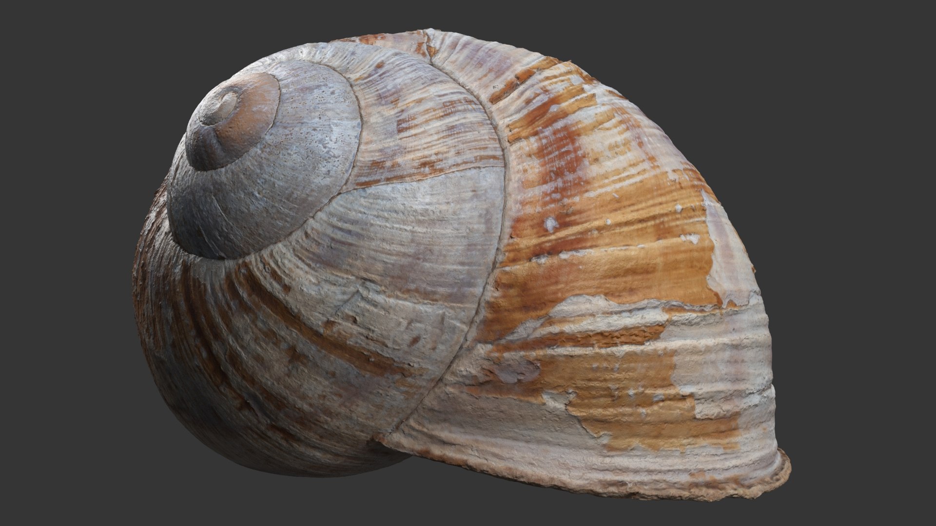 3D Snail Shell Model - TurboSquid 2074733