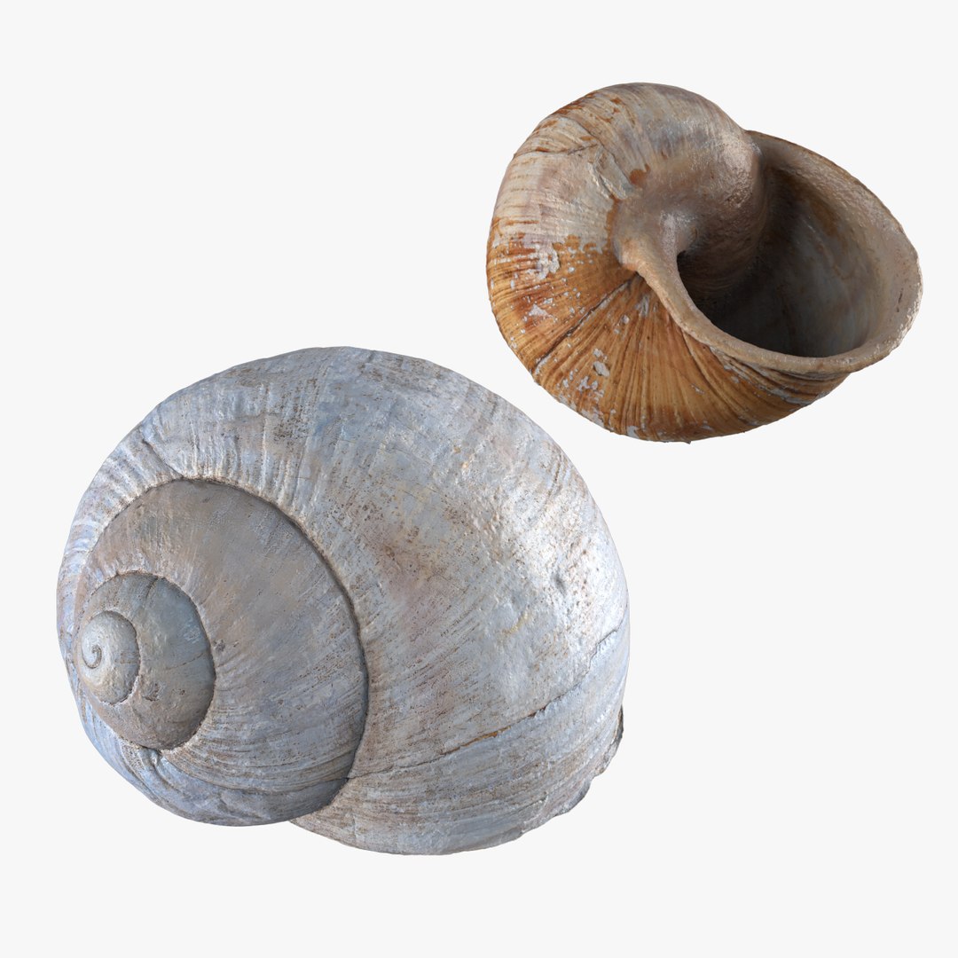 3D модель Snail Shell - TurboSquid 2074733