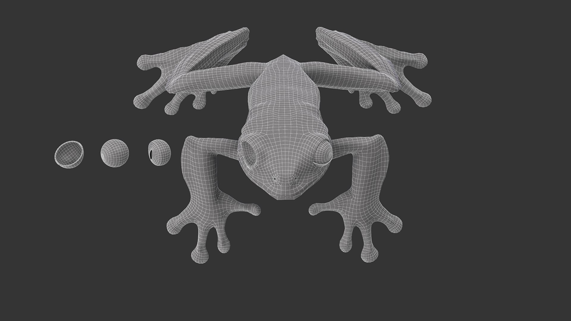 Splendid Leaf Frog Model - TurboSquid 2012444