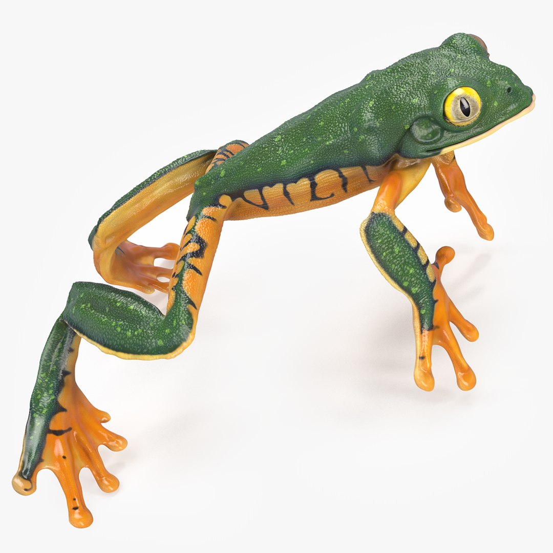 Splendid Leaf Frog model - TurboSquid 2012444