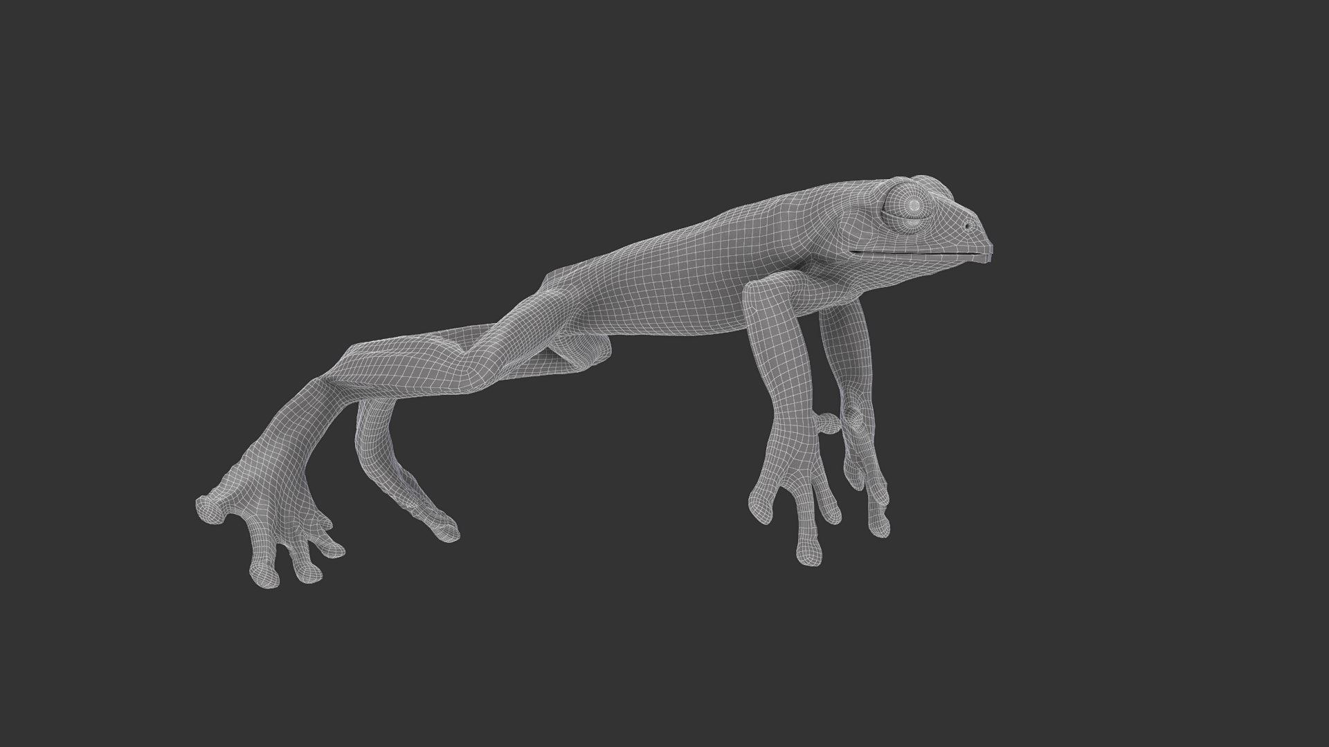 Splendid Leaf Frog Model - TurboSquid 2012444
