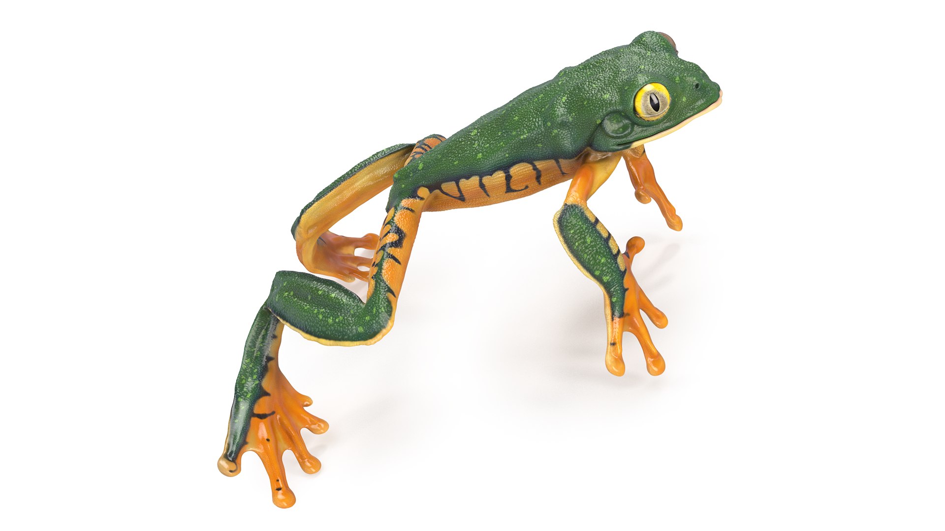 Splendid Leaf Frog Model - TurboSquid 2012444