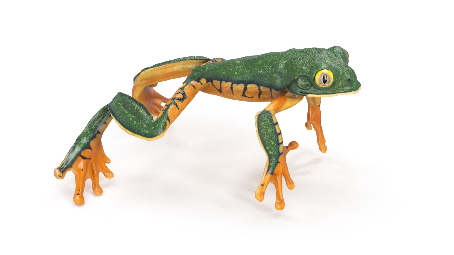 Splendid Leaf Frog Model - TurboSquid 2012444