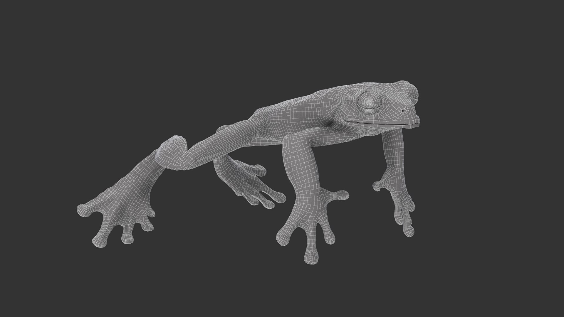 Splendid Leaf Frog Model - TurboSquid 2012444