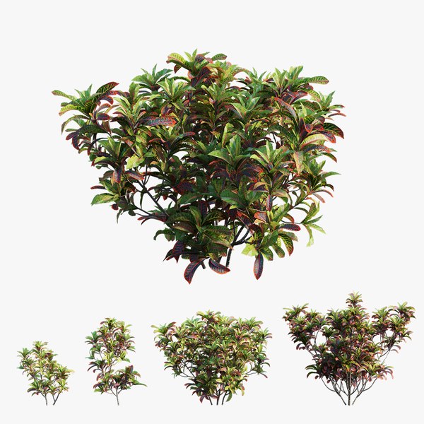 Bush SketchUp Models for Download | TurboSquid