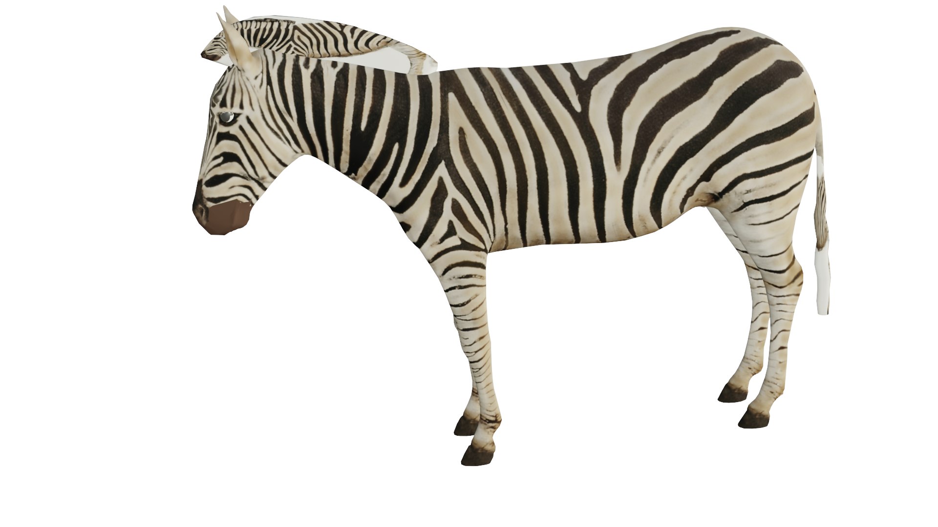 Zebra 3D Model - TurboSquid 1885300