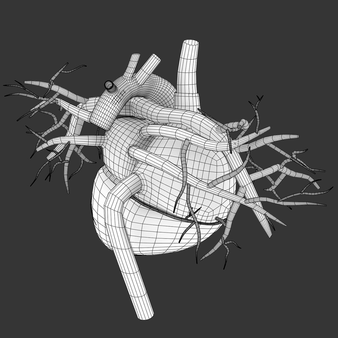Human Heart - Internal Anatomy 3d Model