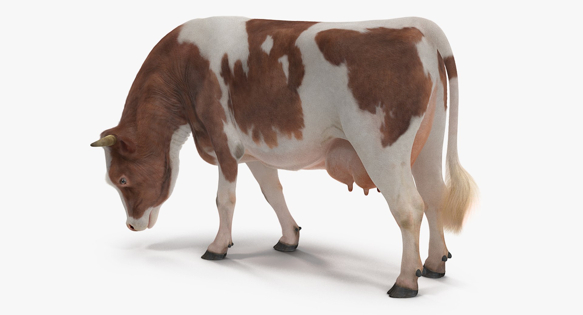 3D Holstein Cow Eating Pose Model - TurboSquid 1248825