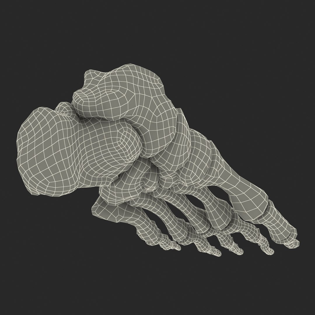 Human Foot Bones 3d Model