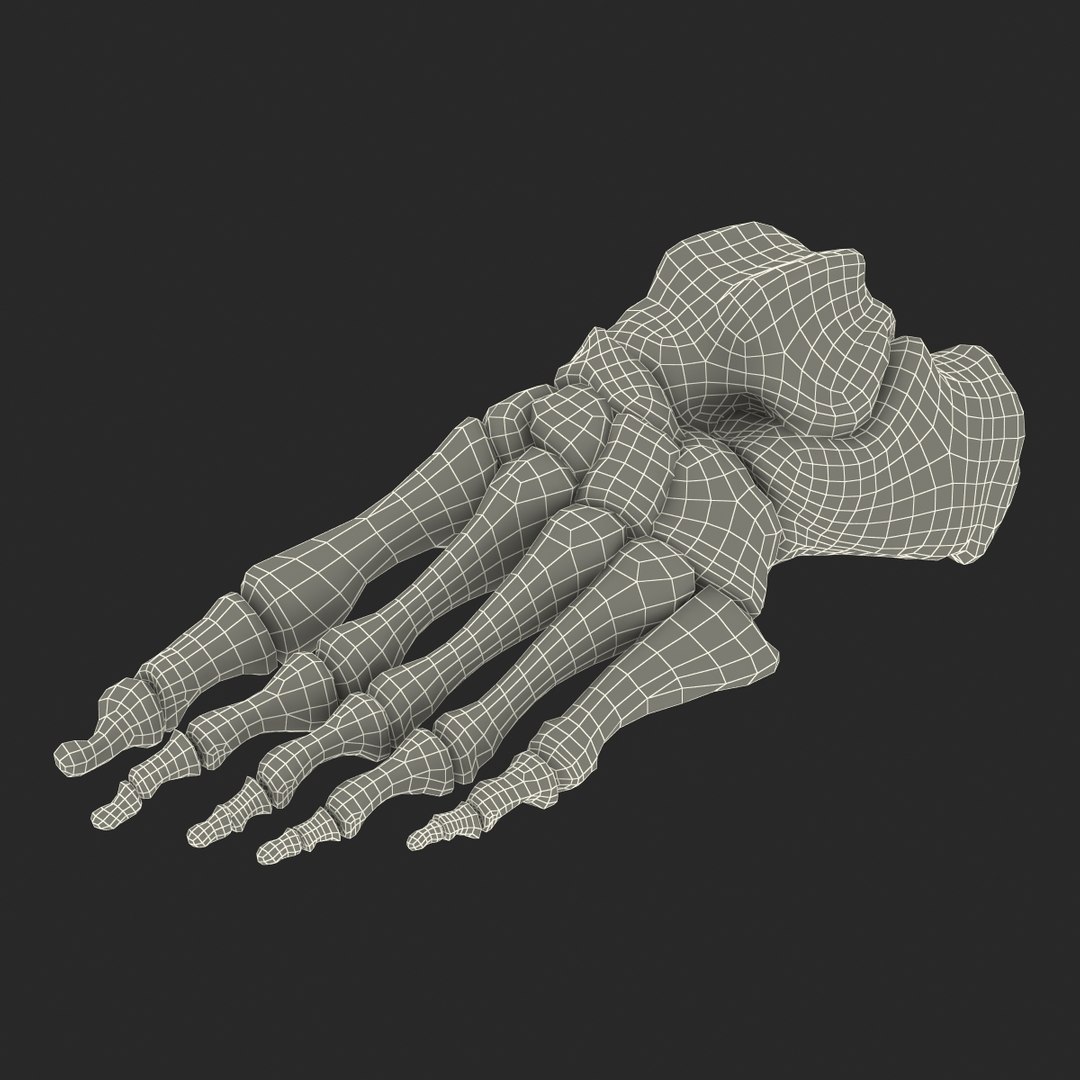 Human Foot Bones 3d Model