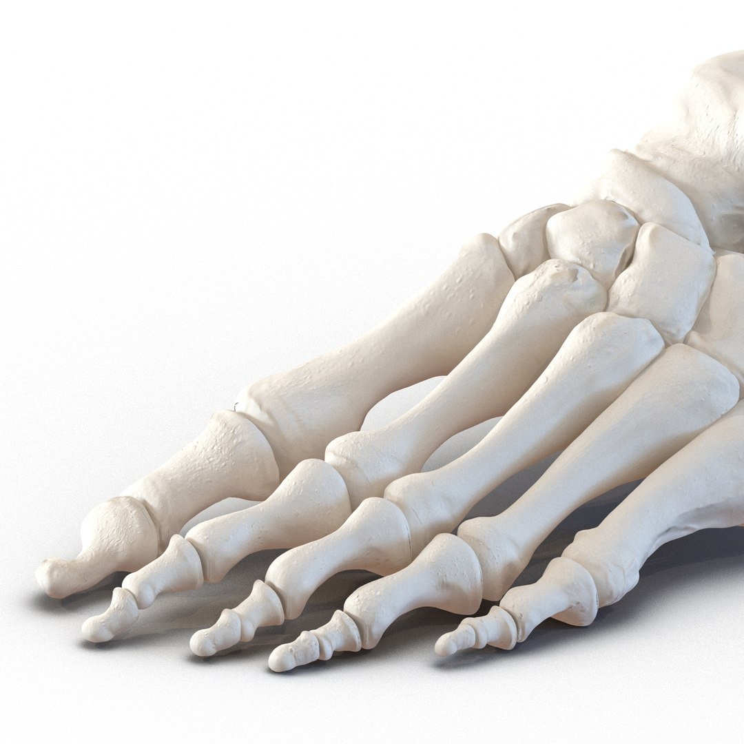 Human Foot Bones 3d Model