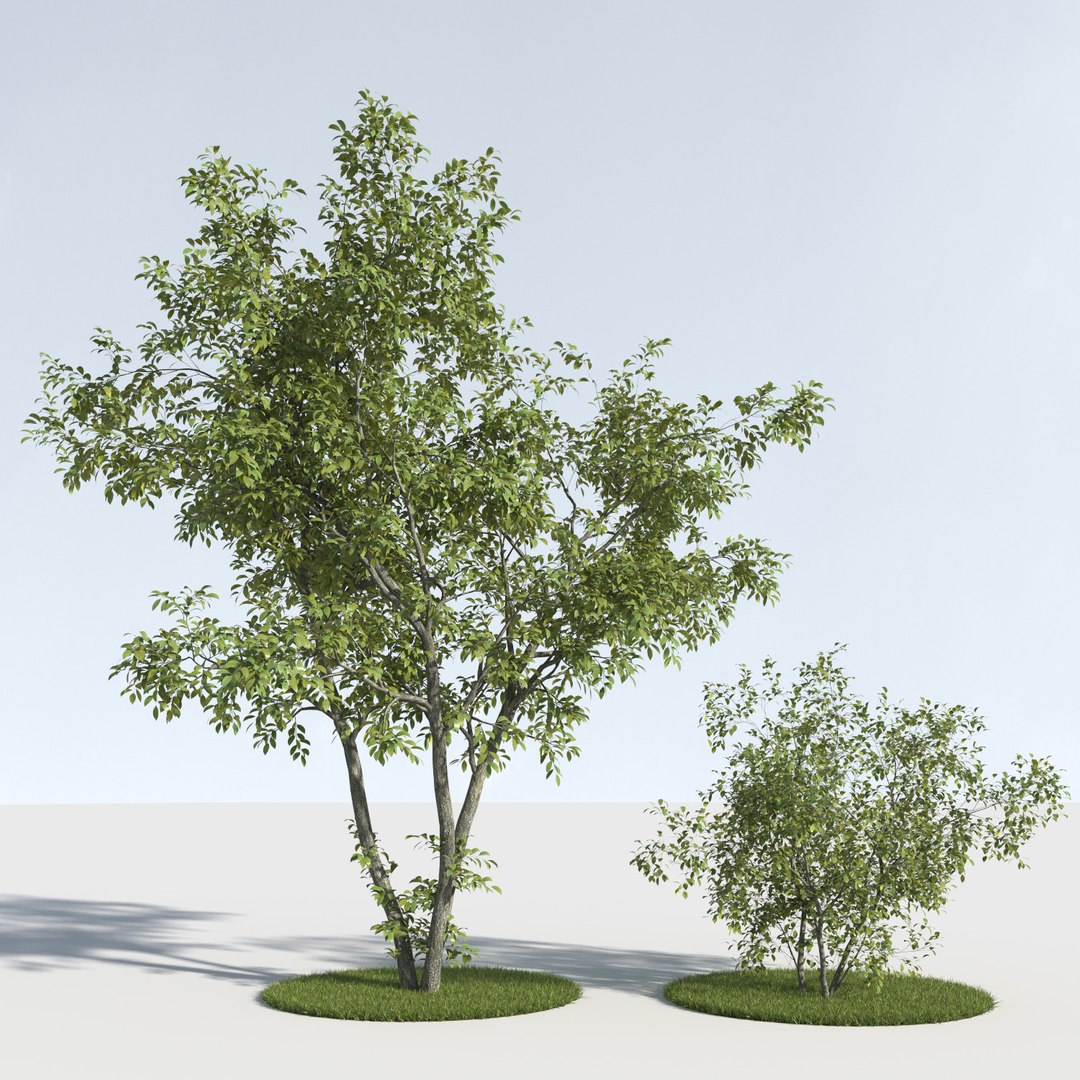 Trees 11 Model - TurboSquid 1349226