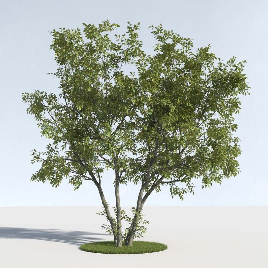 Trees 11 Model - TurboSquid 1349226