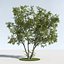 Trees 11 Model - TurboSquid 1349226