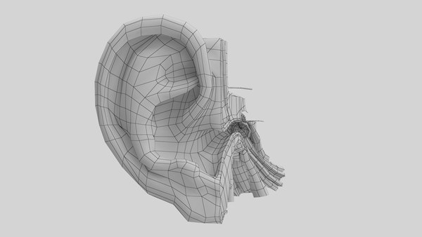 3d model human ear anatomy