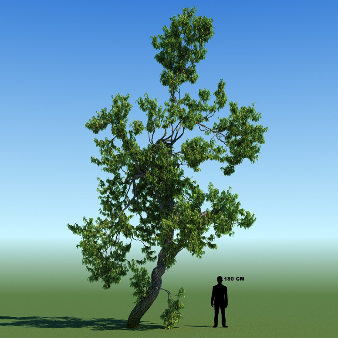 3d Broadleaf Leaf Tree