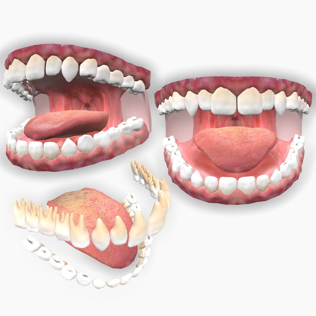 3D Anatomic Mouth Jaw Teeth Tongue Model - TurboSquid 1490786