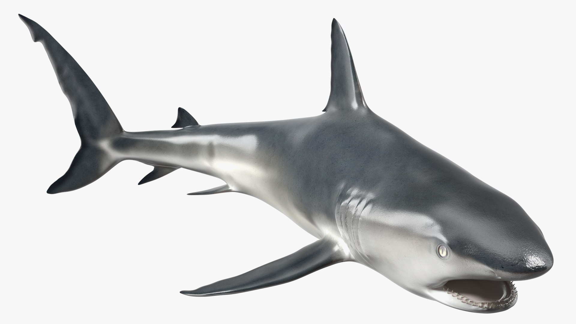 Caribbean Reef Shark Swimming model - TurboSquid 2140583