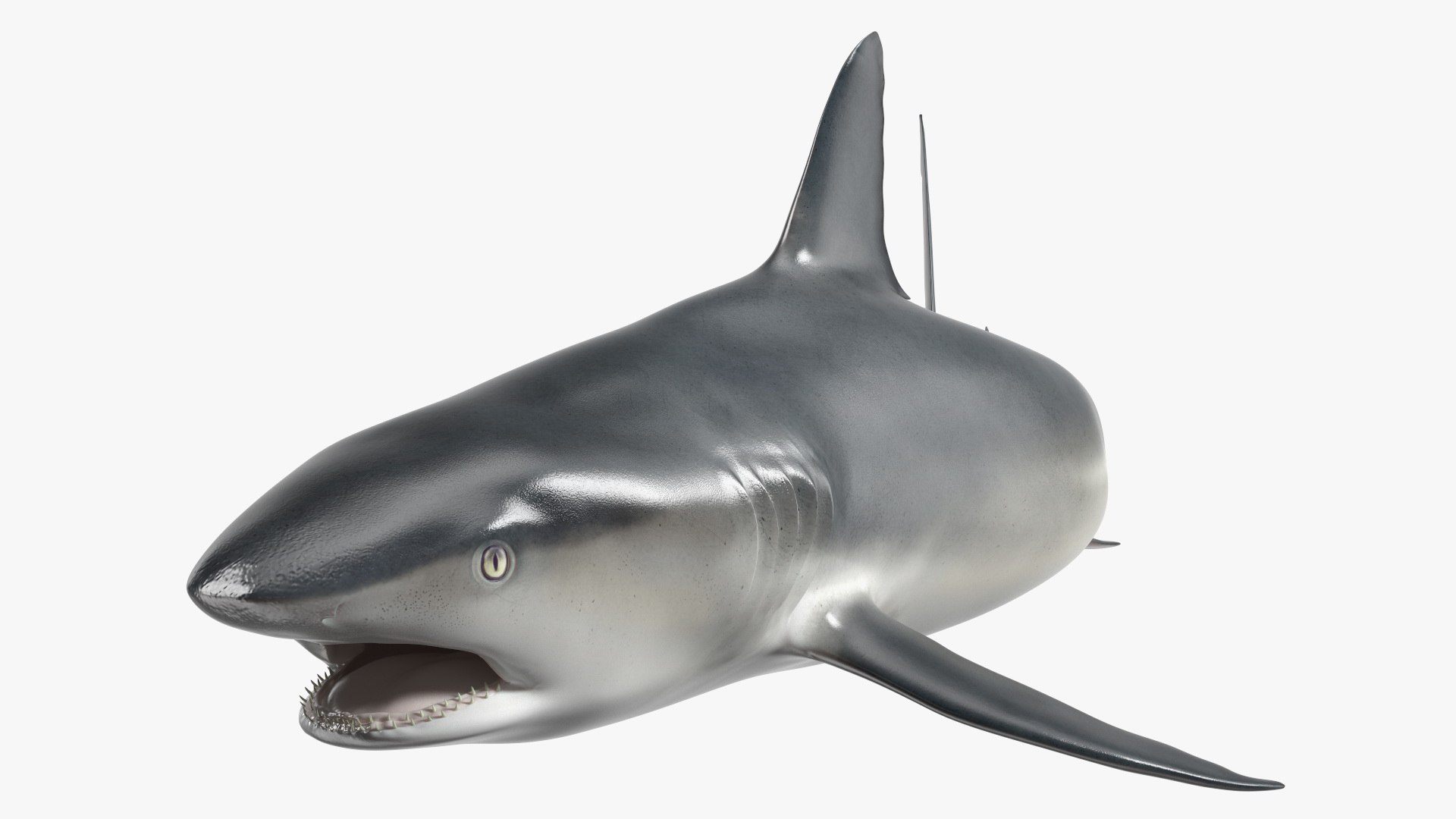Caribbean Reef Shark Swimming model - TurboSquid 2140583