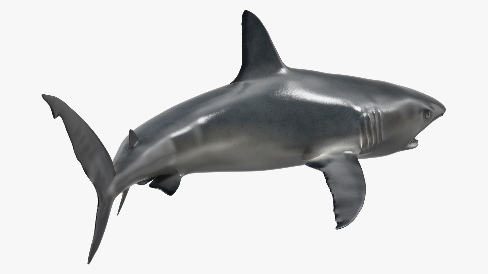 Caribbean Reef Shark Swimming model - TurboSquid 2140583