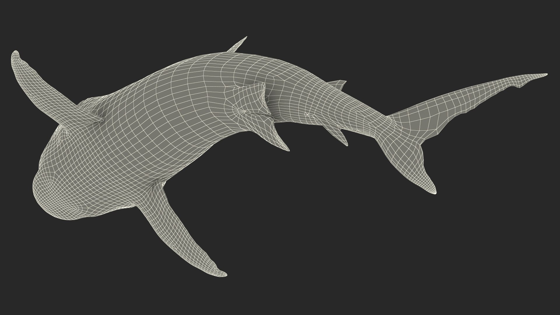 Caribbean Reef Shark Swimming Model - TurboSquid 2140583