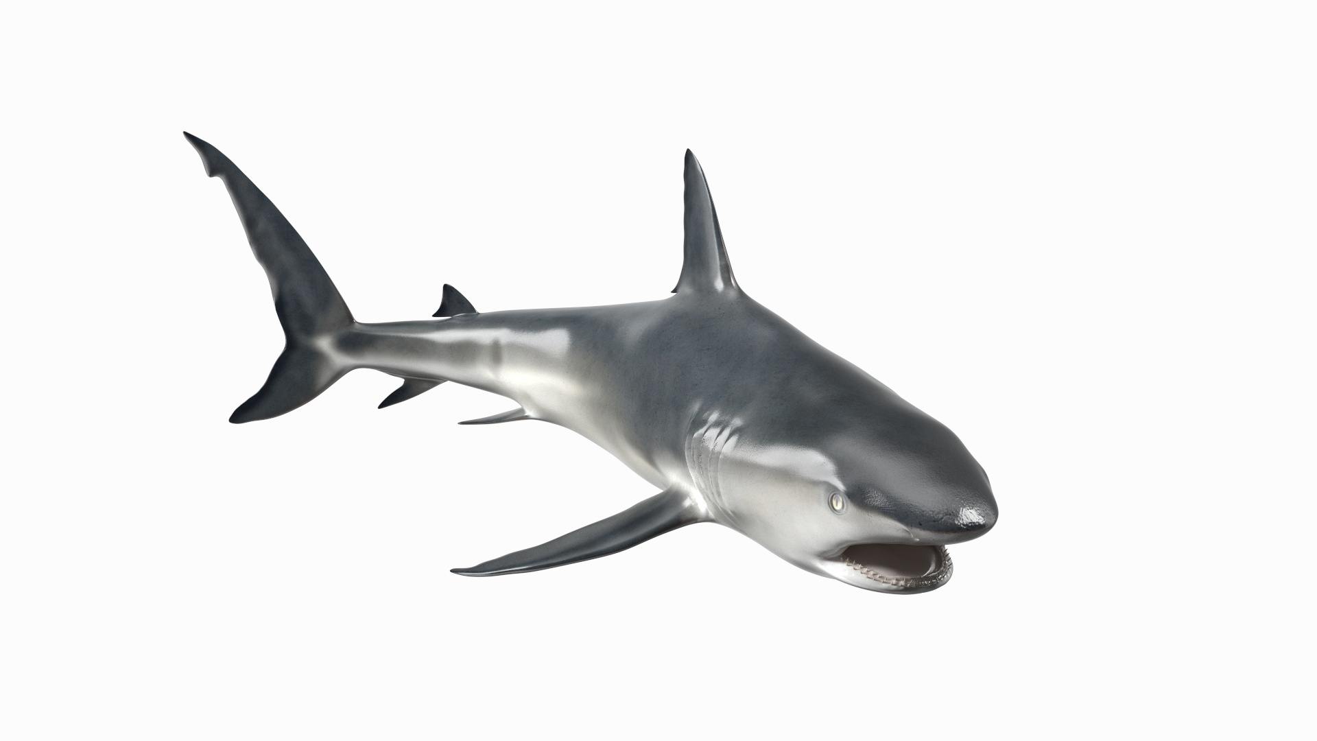 Caribbean Reef Shark Swimming model - TurboSquid 2140583