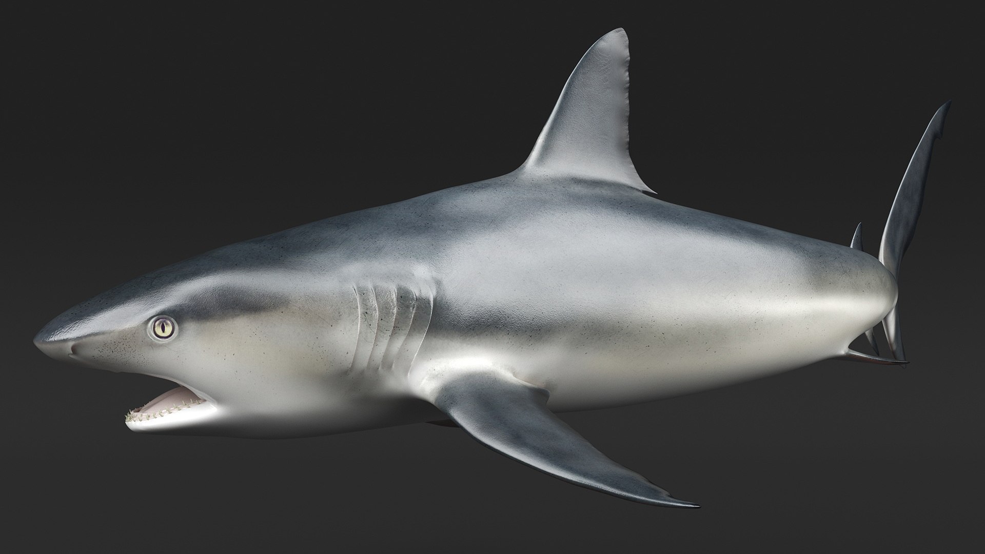 Caribbean Reef Shark Swimming model - TurboSquid 2140583