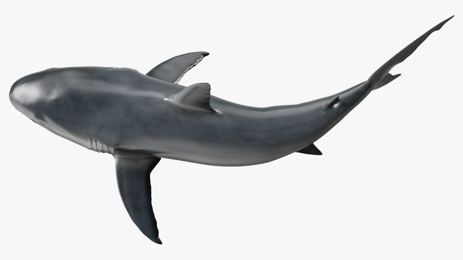 Caribbean Reef Shark Swimming model - TurboSquid 2140583