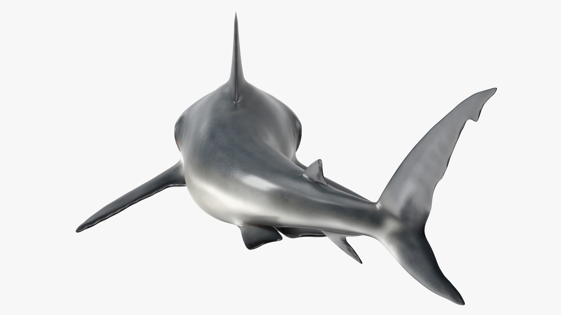 Caribbean Reef Shark Swimming model - TurboSquid 2140583
