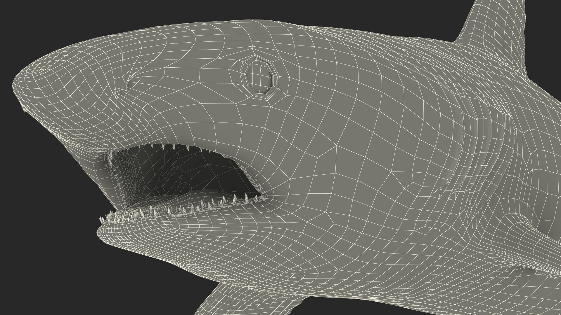 Caribbean Reef Shark Swimming model - TurboSquid 2140583