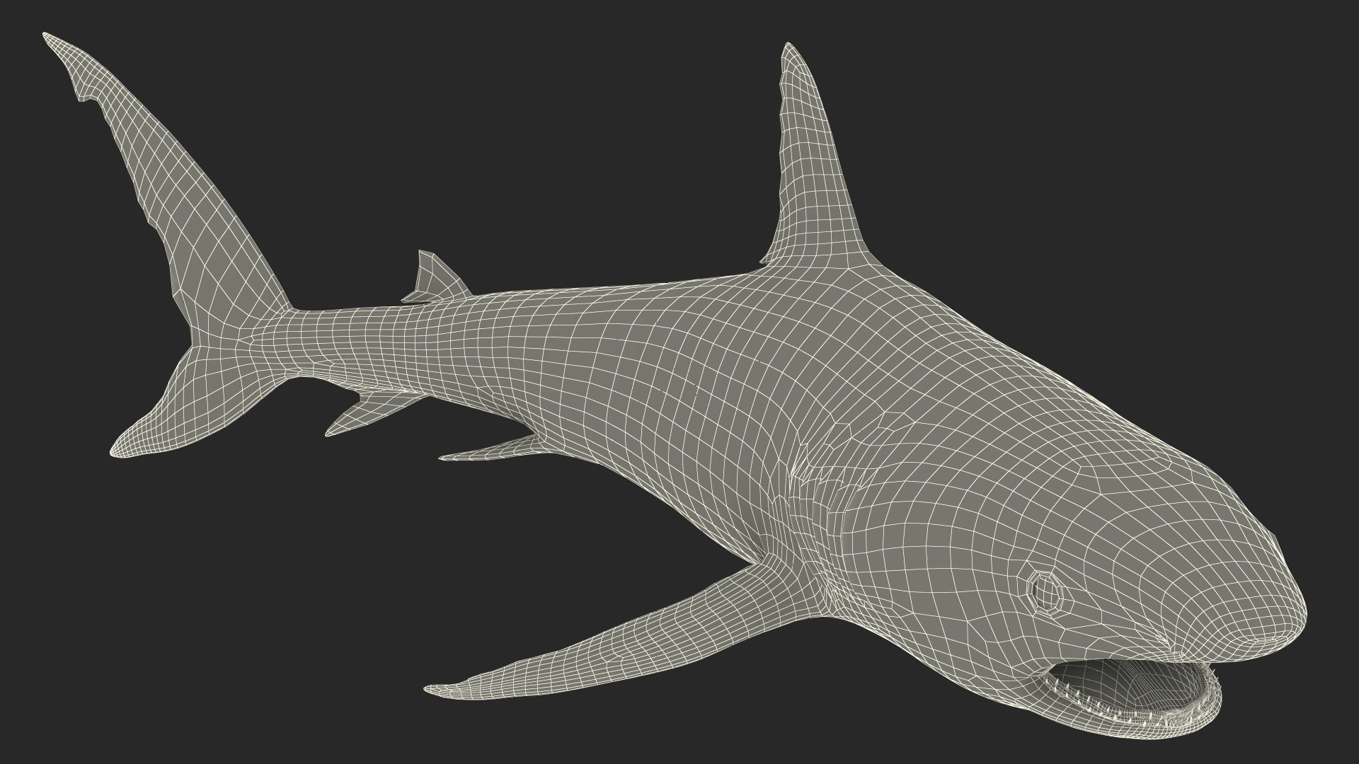 Caribbean Reef Shark Swimming model - TurboSquid 2140583