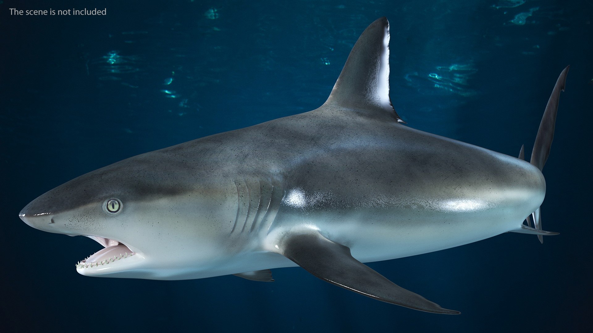 Caribbean Reef Shark Swimming model - TurboSquid 2140583