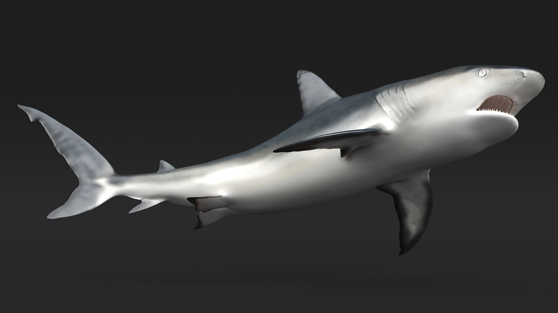 Caribbean Reef Shark Swimming model - TurboSquid 2140583