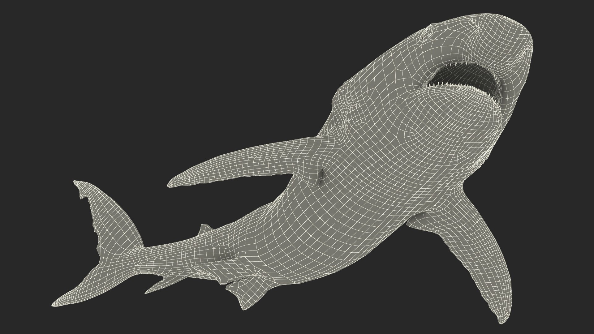 Caribbean Reef Shark Swimming model - TurboSquid 2140583